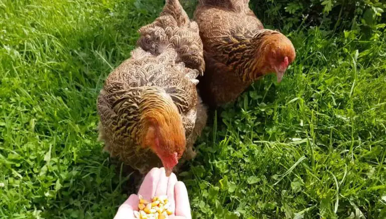 10 tipos diferentes de alimento para pollos - Pol y Edro