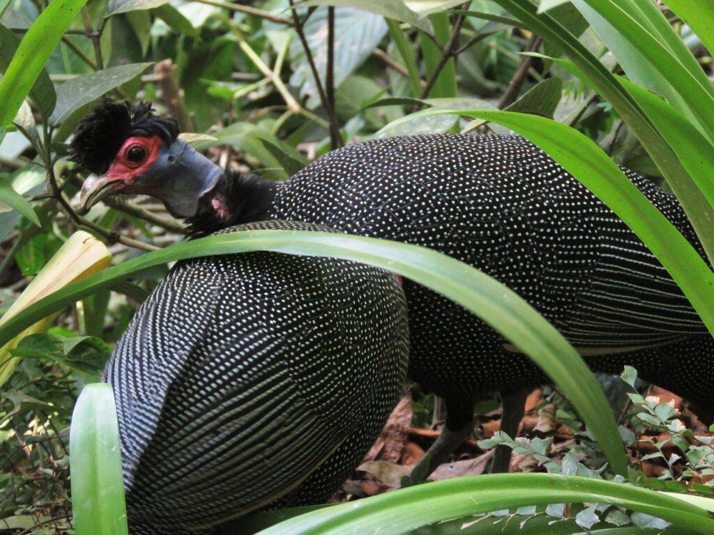 ¿Qué son las gallinas de Guinea? ¿Debería obtener esta raza? - Pol y Edro