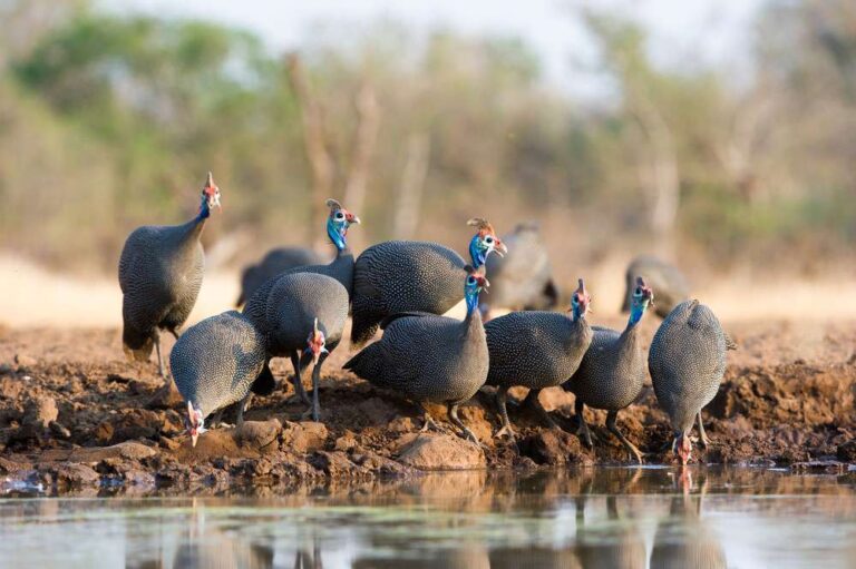 Las gallinas de Guinea y sus cuidados. - Pol y Edro