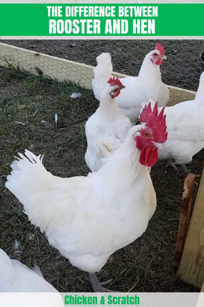 Cómo distinguir un gallo de una gallina: diferencia entre - Pol y Edro