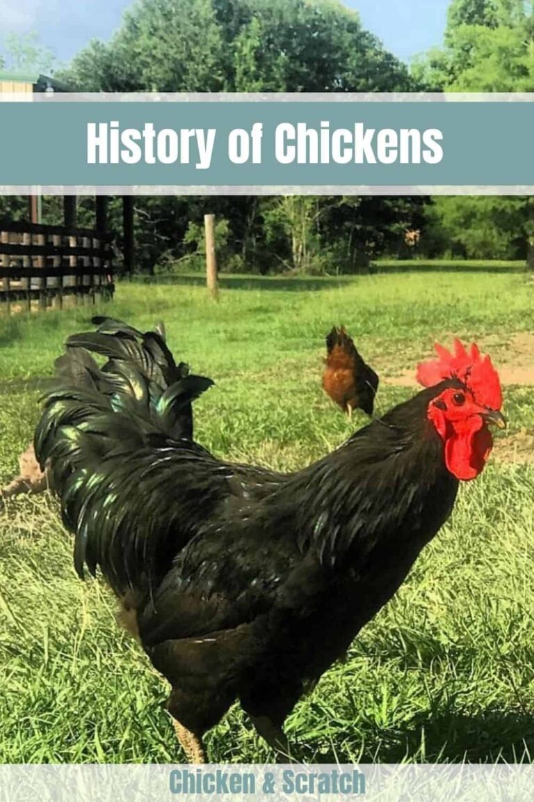 Historia del pollo - Aprenda sobre los orígenes del pollo - Pol y Edro