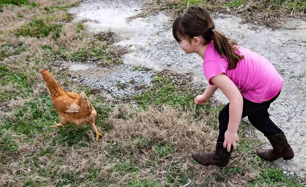 7 maneras de atrapar un pollo fácilmente - Pol y Edro