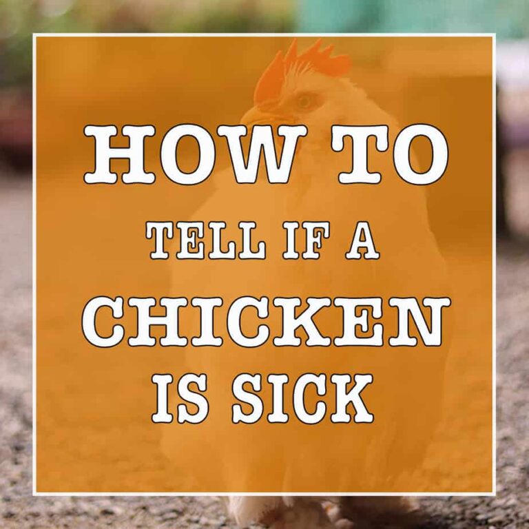 ¿Cómo saber si un pollo está enfermo? - Pol y Edro