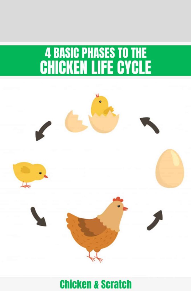 4 Fases Básicas del Ciclo de Vida del Pollo - Pol y Edro