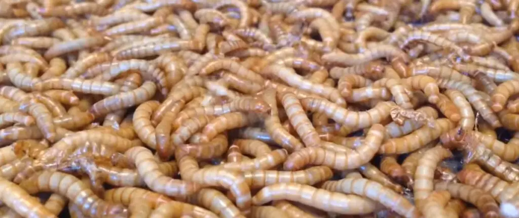 Gusanos de harina para pollos - Cluckin - Pol y Edro