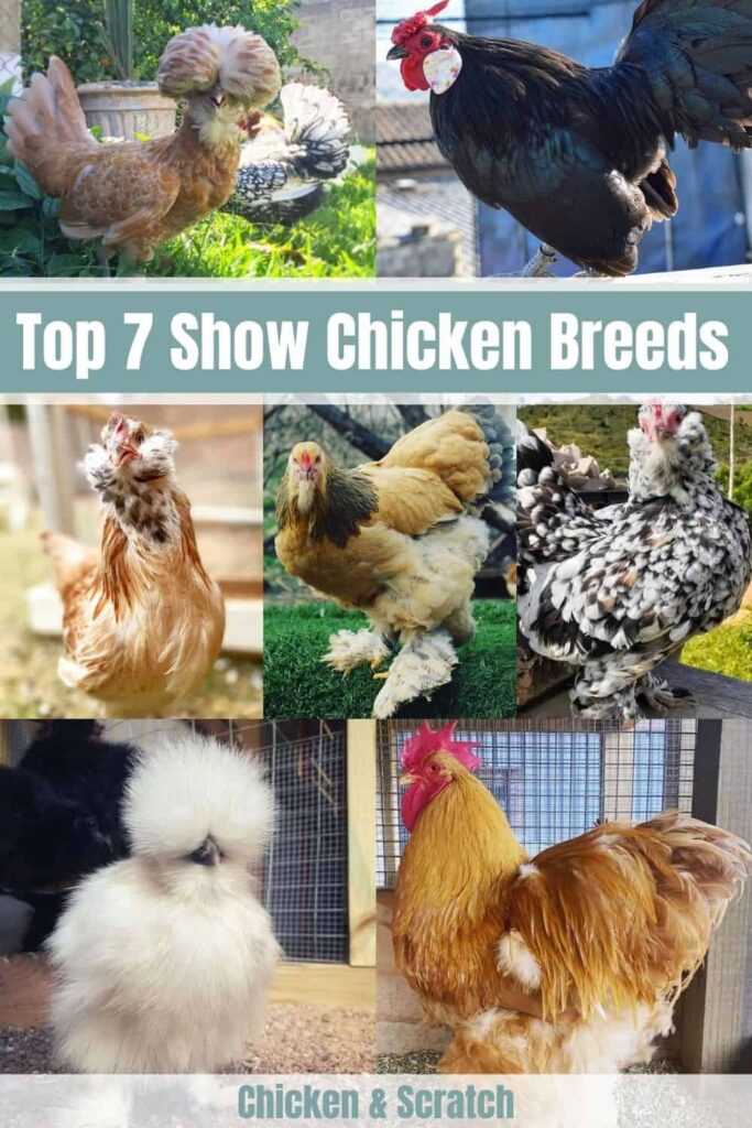 7 impresionantes razas de pollos de exhibición (con imágenes) - Pol y Edro