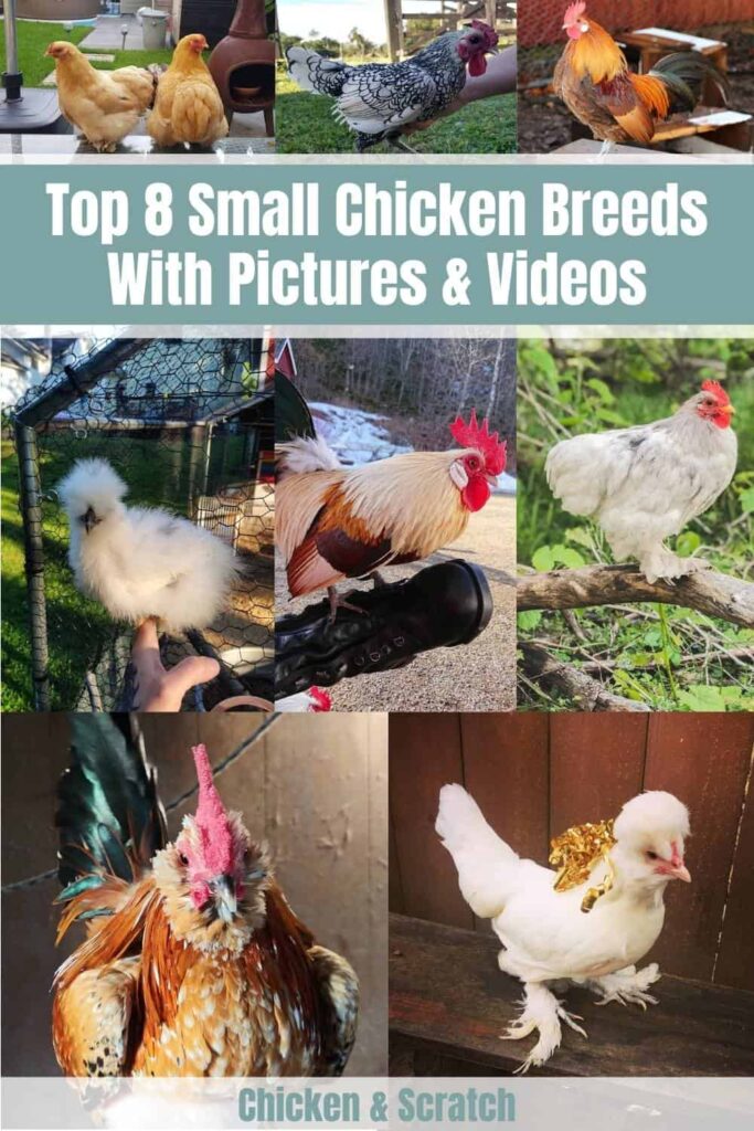 Las 8 mejores razas de pollos pequeños (con fotos y videos) - Pol y Edro
