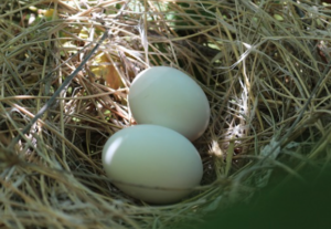 ¿Qué tipo de gallina pone huevos de color verde? - Pol y Edro