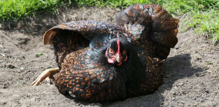 ¿Qué es un pollo de raza pura o herencia? - Pol y Edro
