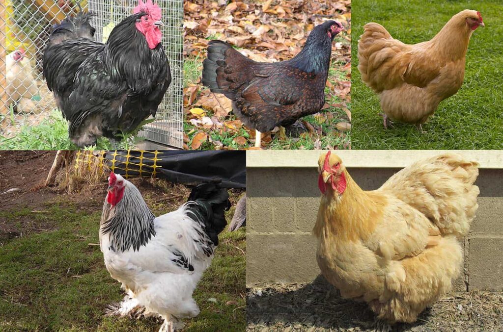 Las 5 razas de pollo más grandes - Pol y Edro
