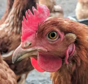 ¿Dónde se encuentran los lóbulos de las orejas de los pollos? - Pol y Edro