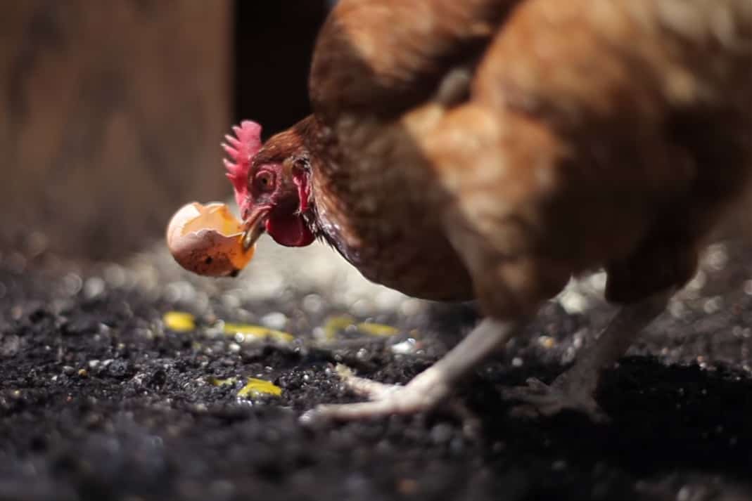 ¿por Qué Las Gallinas Comen Sus Huevos Y Cómo Detenerlos Pol Y Edro
